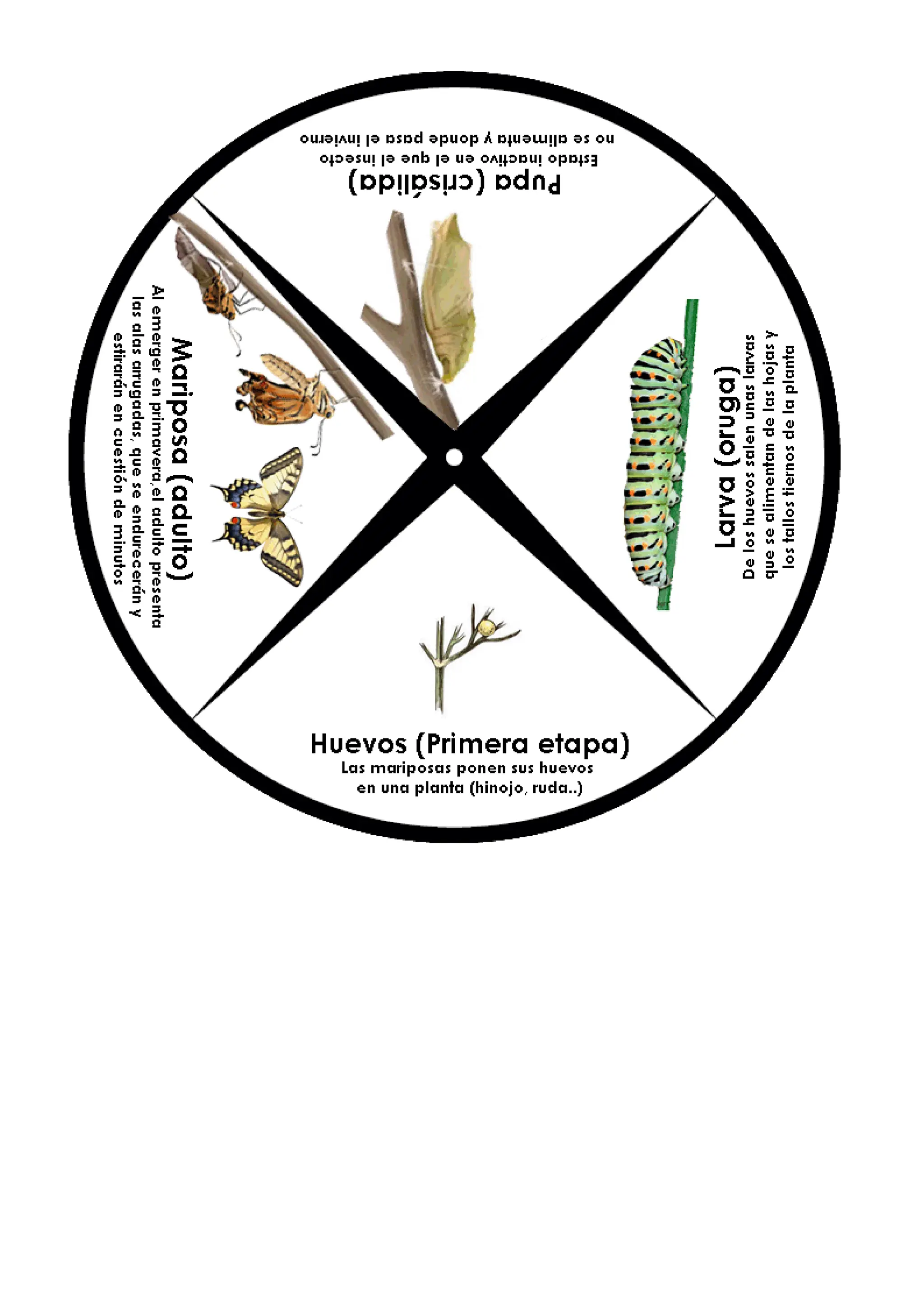 actividad ciclo de vida de las mariposas | PDF | Birds | Pets
