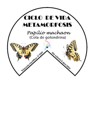 Hoja De Trabajo Sobre El Ciclo De Vida De Una Mariposa No Solo La