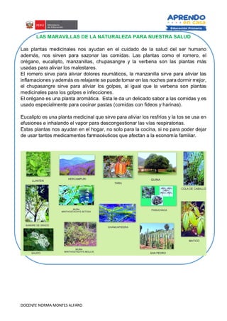 ACTIVIDAD DE APRENDIZAJE PLANTAS MEDICINALES - NORMA MONTES | PDF