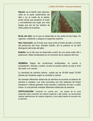 Actividad de reconocimiento del cultivo de piña | PDF