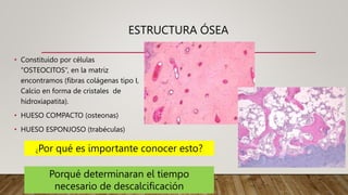 ACTIVIDAD EN SEDE II - DESCALCIFICACION.pptx