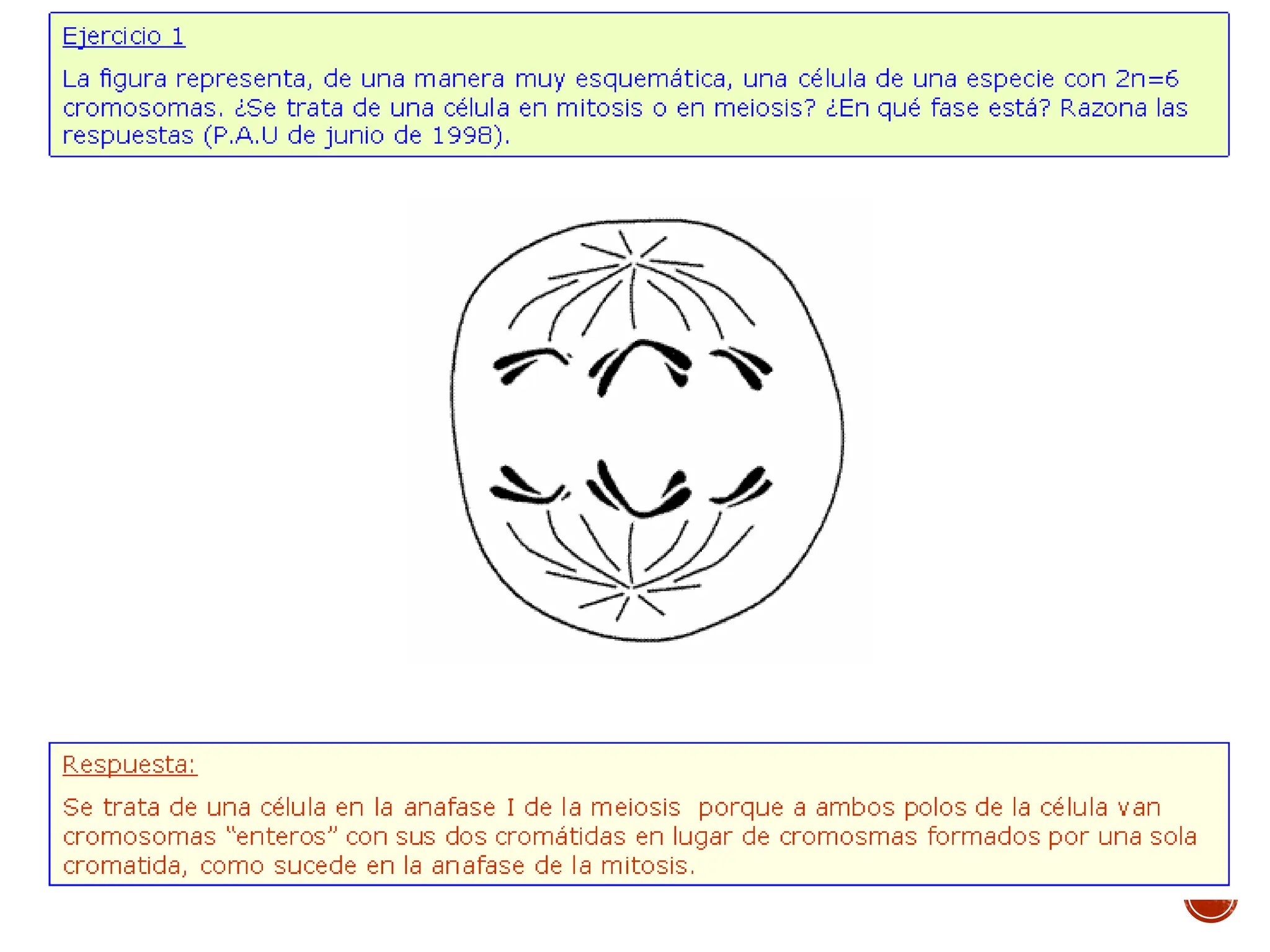 Hoja De Trabajo Sobre Mitosis Y Meiosis Para La Escuela Secundaria