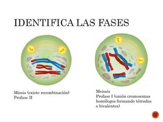 Actividades mitosis y meiosis para 4º ESO | PPTX
