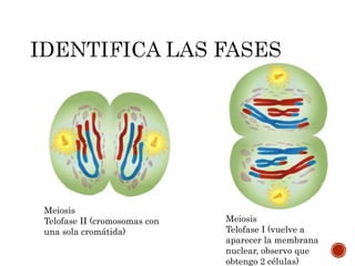 Actividades mitosis y meiosis para 4º ESO | PPTX