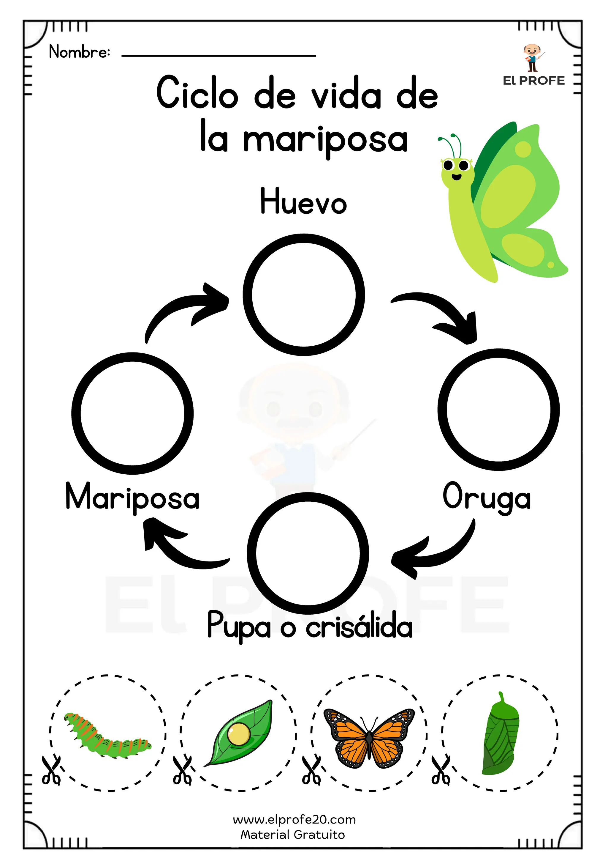 actividades_del_ciclo_de_vida_de_los_animales.pdf