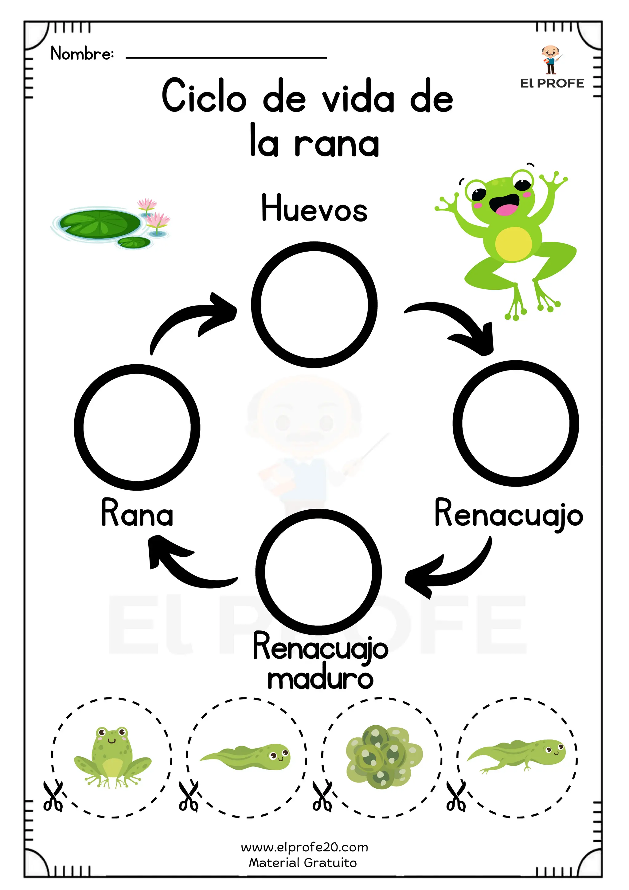 actividades_del_ciclo_de_vida_de_los_animales.pdf