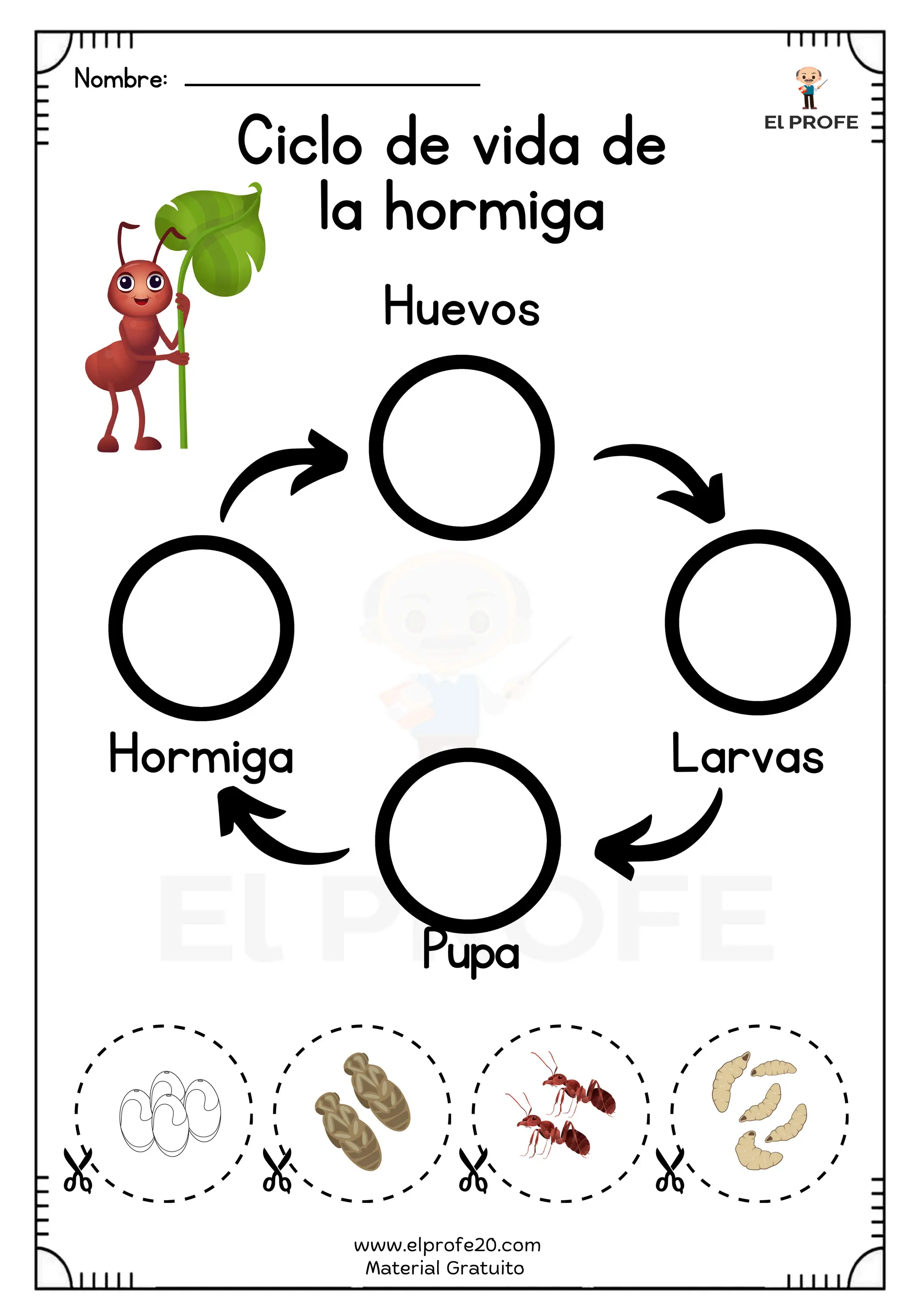 actividades_del_ciclo_de_vida_de_los_animales.pdf