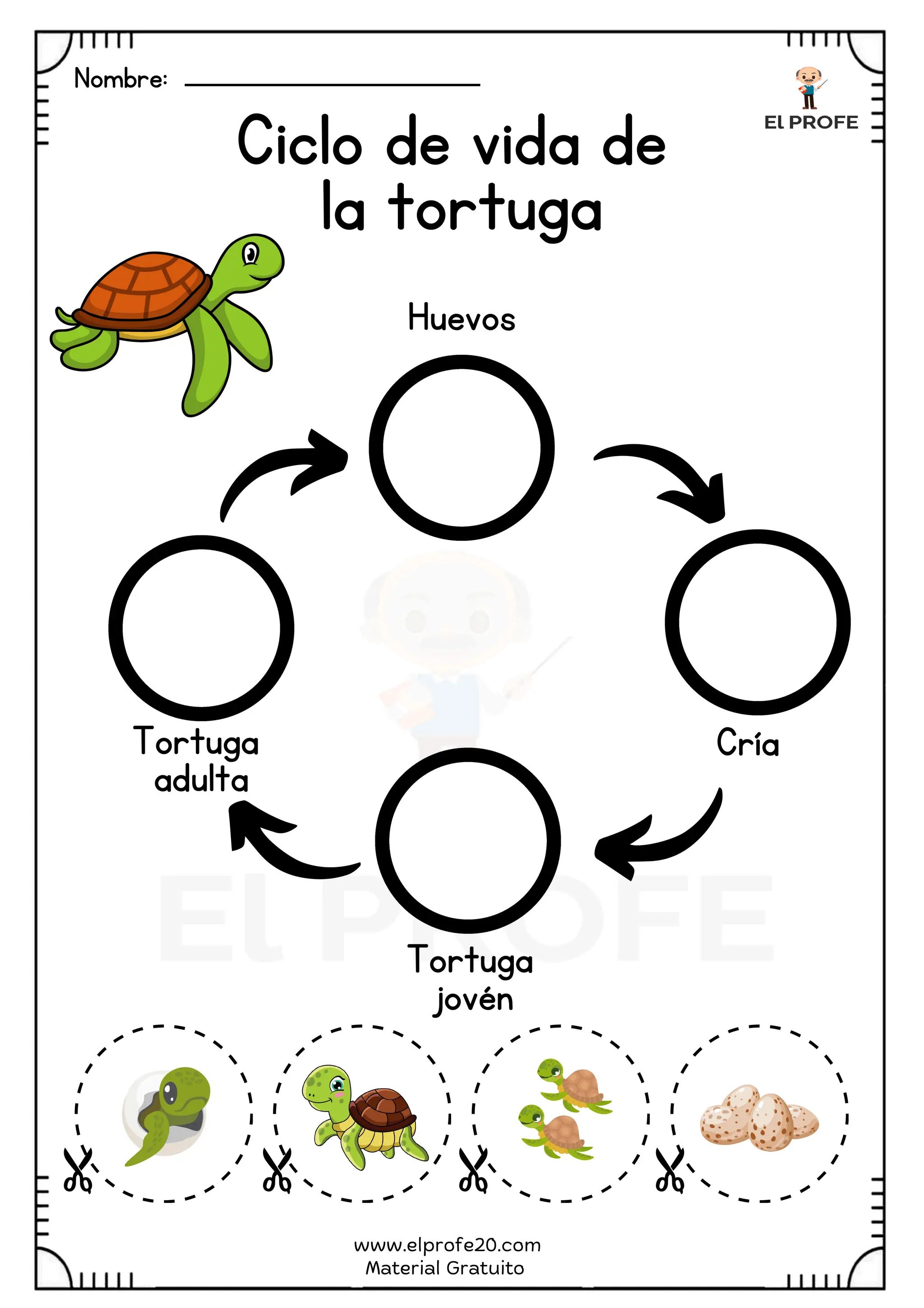 actividades_del_ciclo_de_vida_de_los_animales.pdf