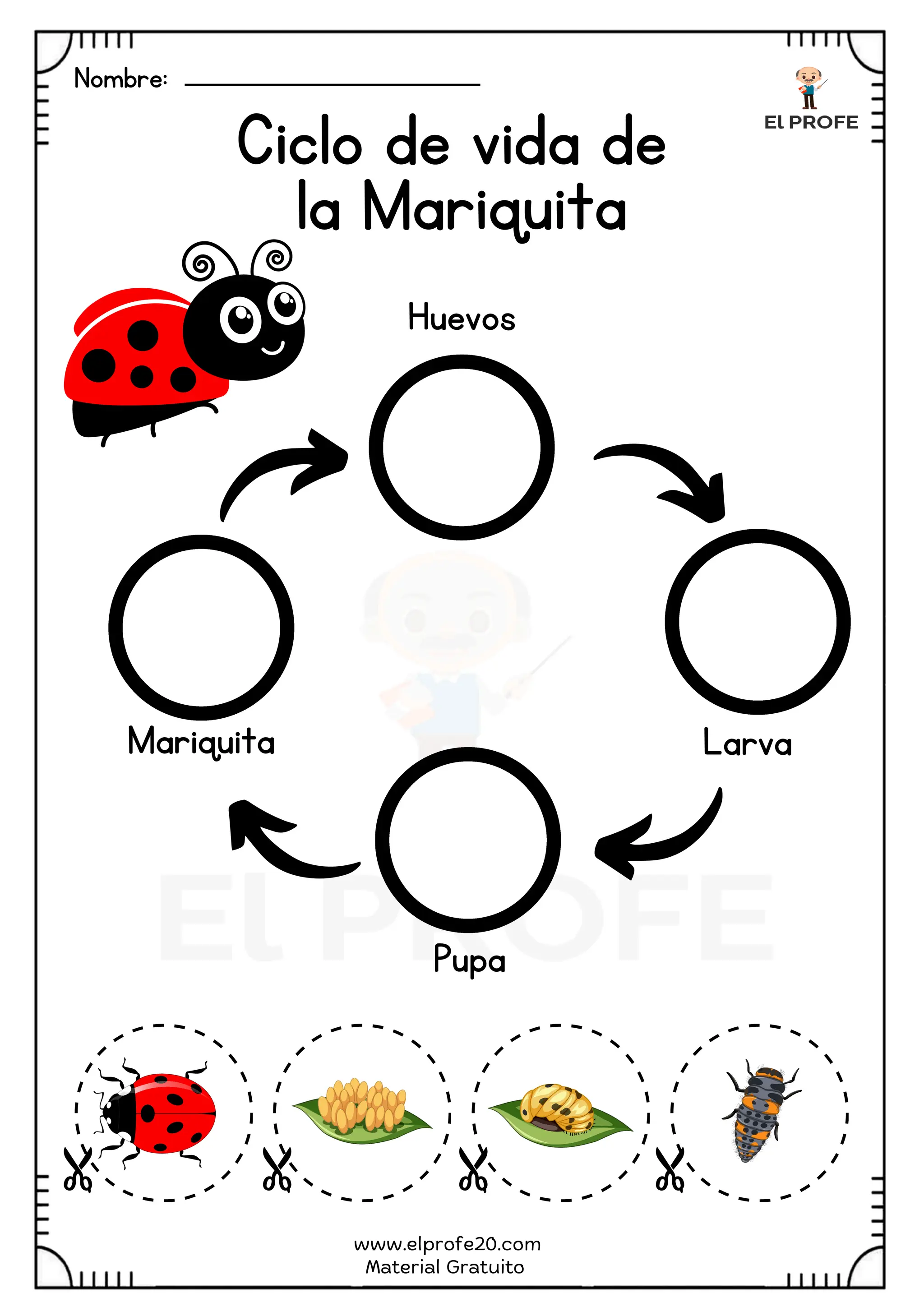 actividades_del_ciclo_de_vida_de_los_animales.pdf