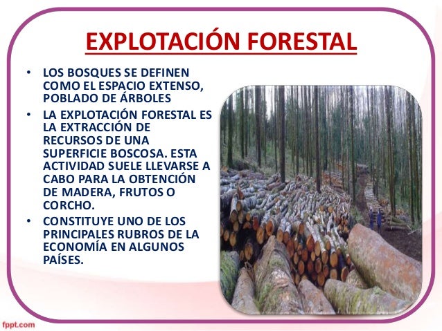 Caracteristicas De La Explotacion Forestal - abstractor