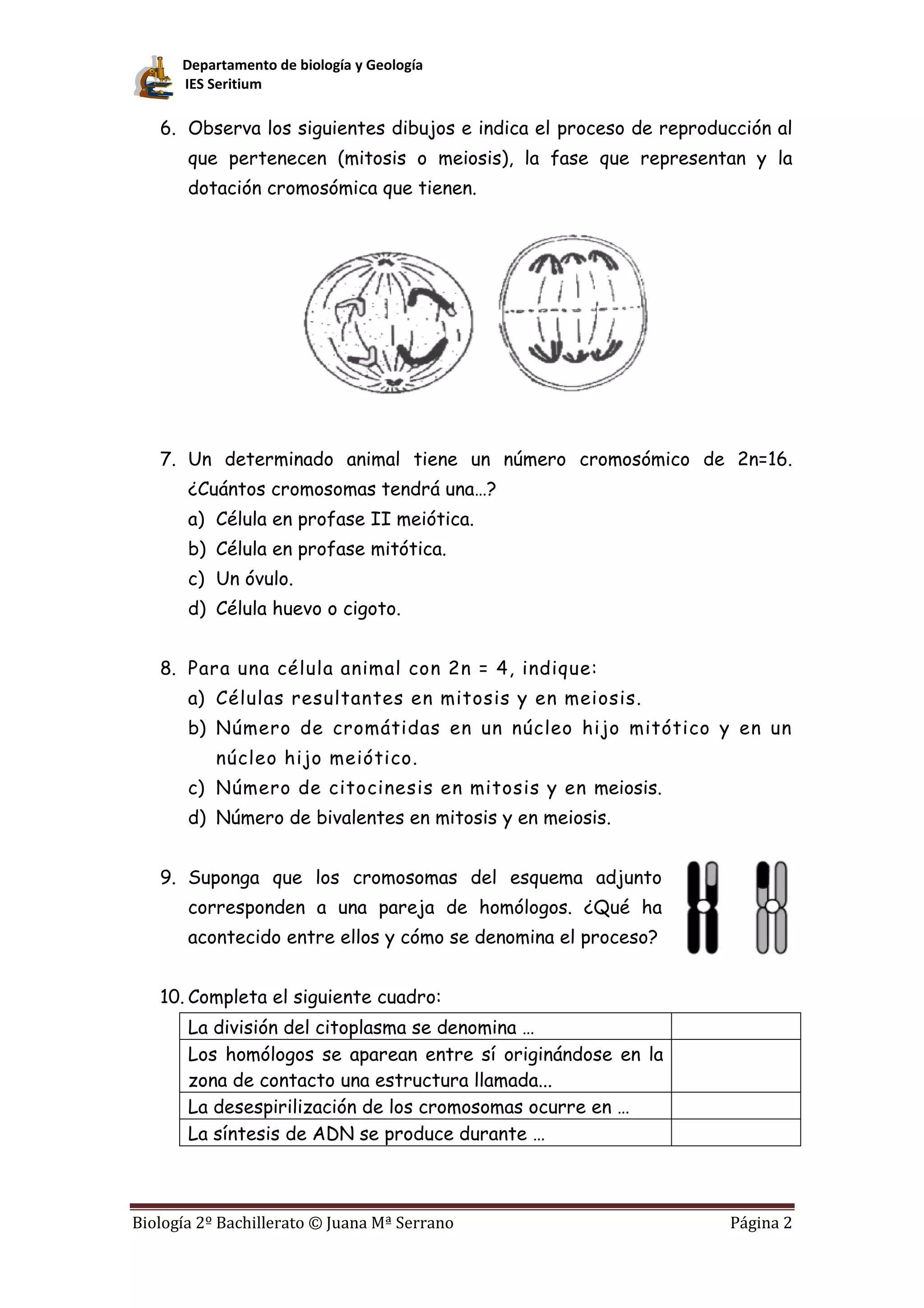 Hoja De Trabajo Sobre Mitosis Y Meiosis Para La Escuela Secundaria