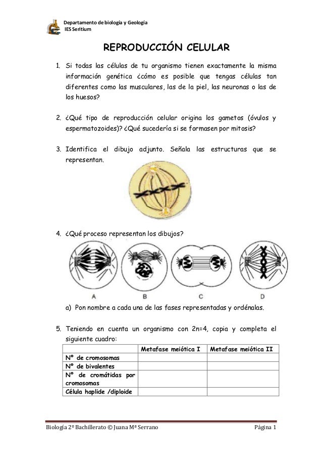 Ciencias Naturales Imagenes Y Comparacion Entre Mitosis Y