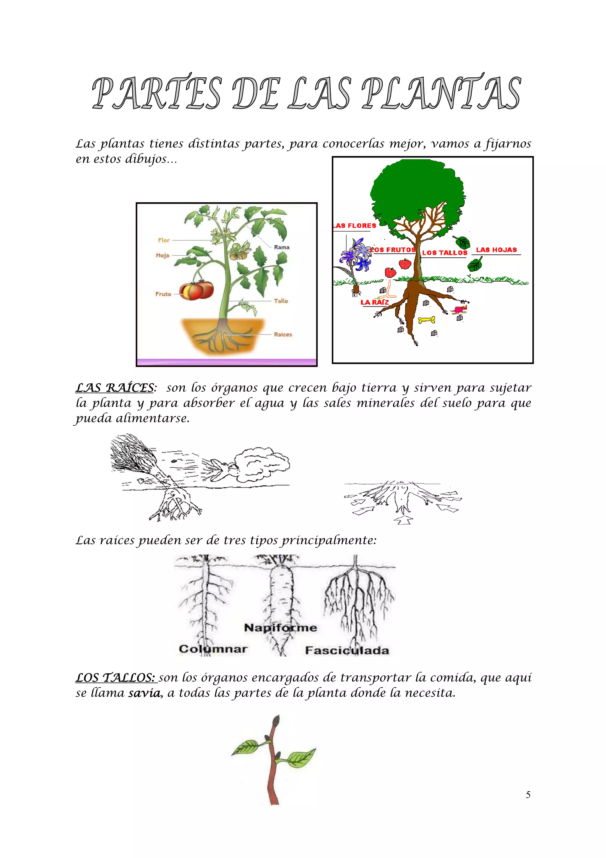 actividades sobre las partes de la planta, Las Partes Y Funciones De ...
