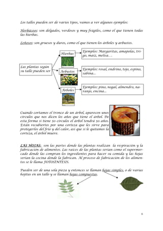 Actividades plantas | PDF