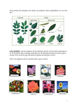 Actividades plantas | PDF