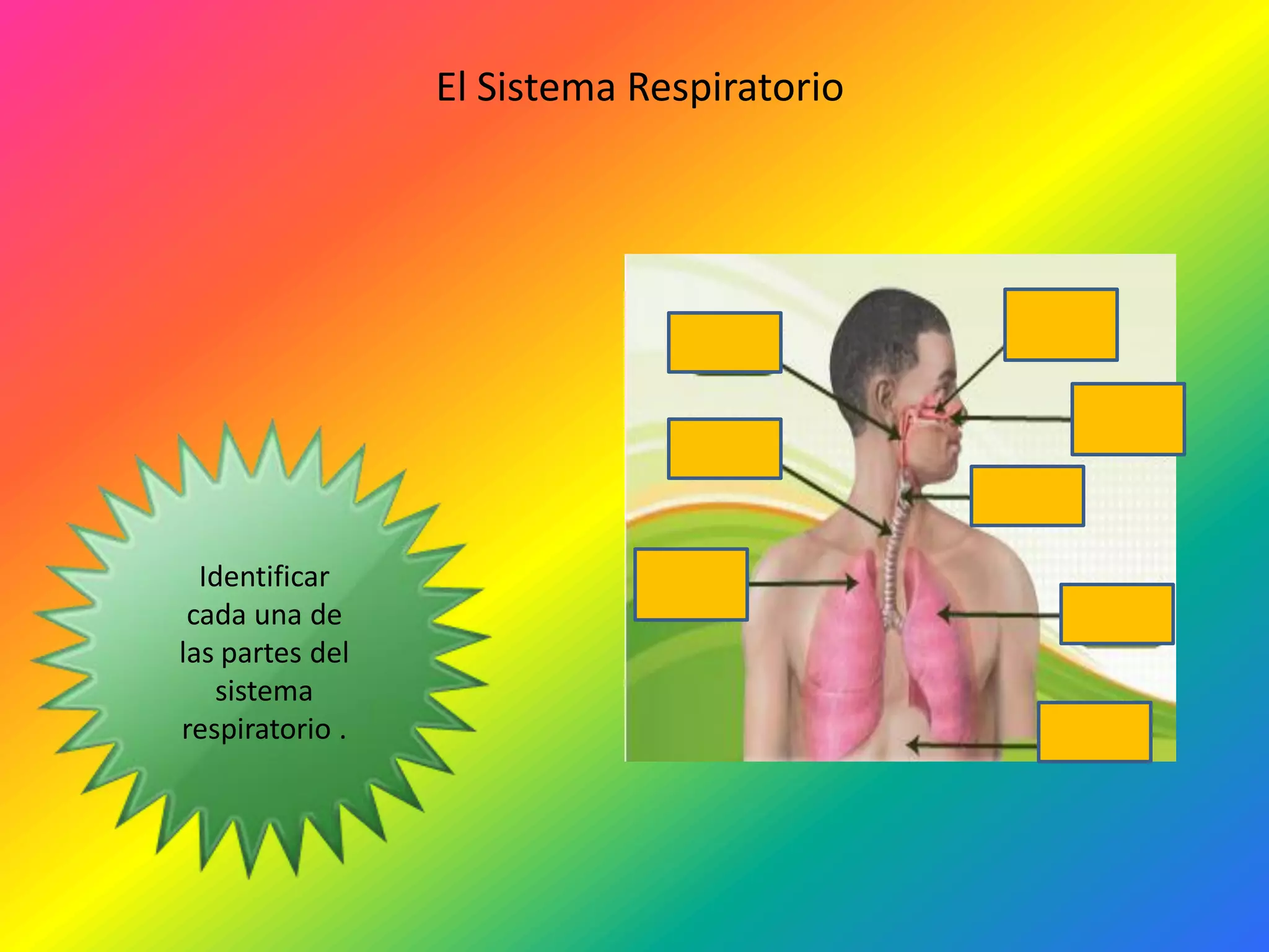 Actividades sobre el sistema respiratorio | PDF