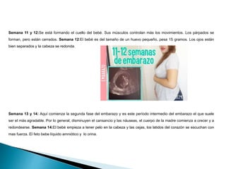 Actividad practica2 desarrollo embrionario | PPTX