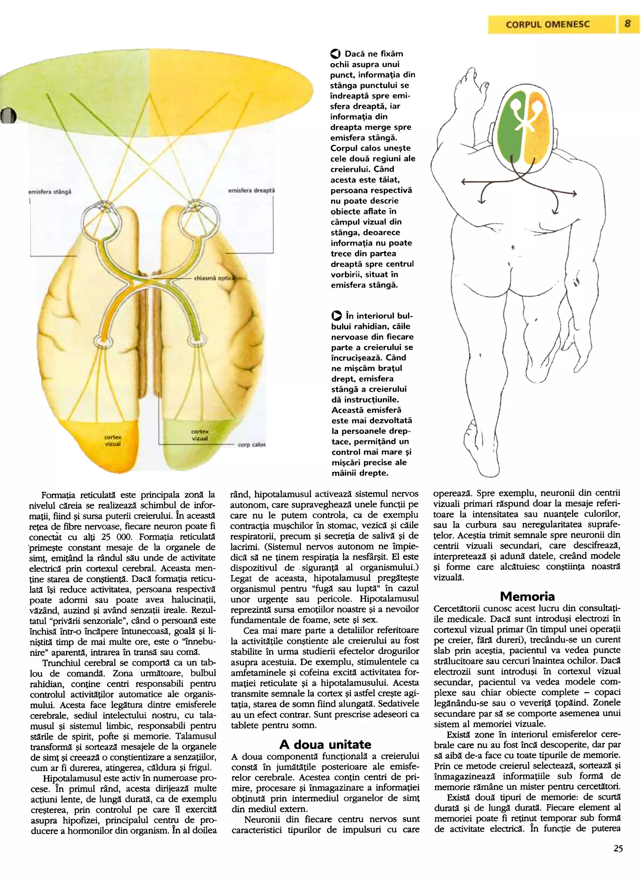 Activitati ale creierului | PDF