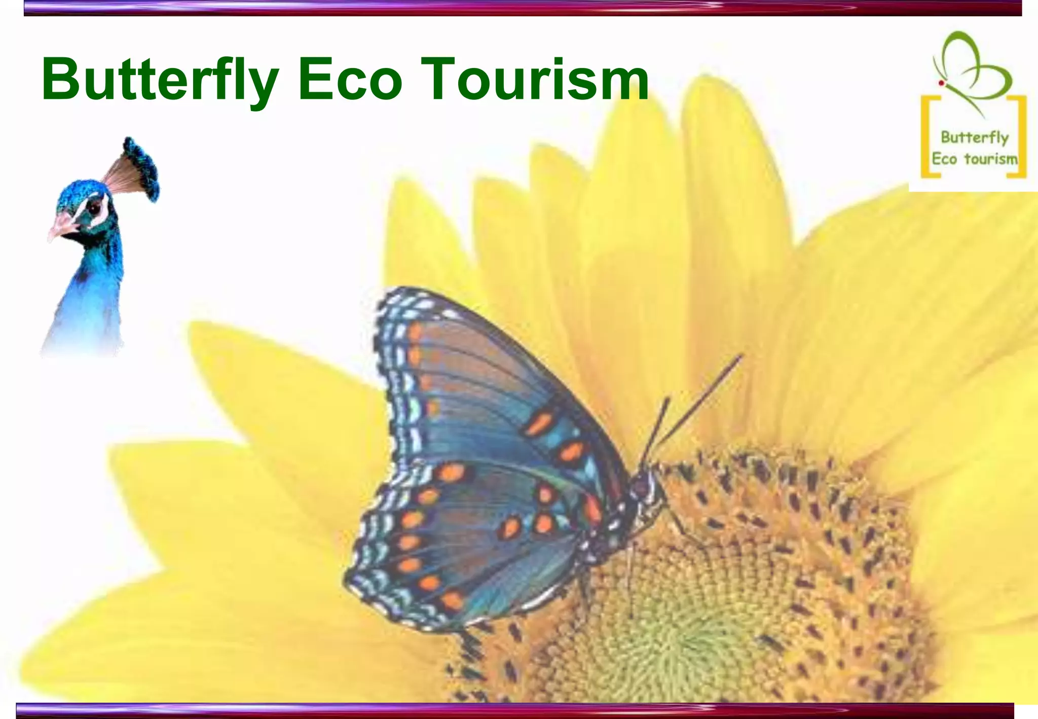 Activities of butterfly ecotourism | PPTX