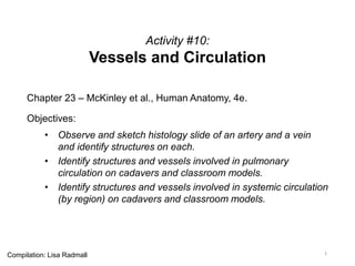 Activity 10-vessels-circulation | PPTX
