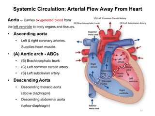 Activity 10-vessels-circulation | PPTX