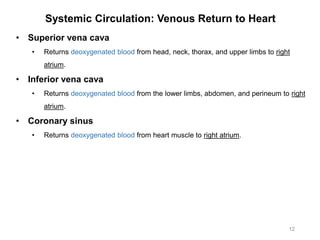 Activity 10-vessels-circulation | PPTX
