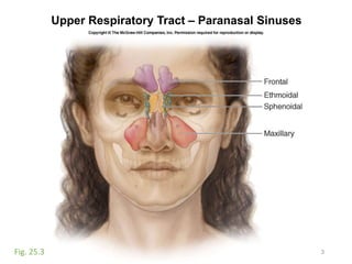 Activity 11-respiratory-digestive | PPTX