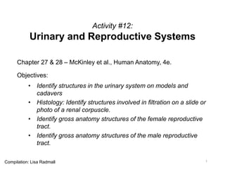 Activity 12-urinary-reproductive | PPTX