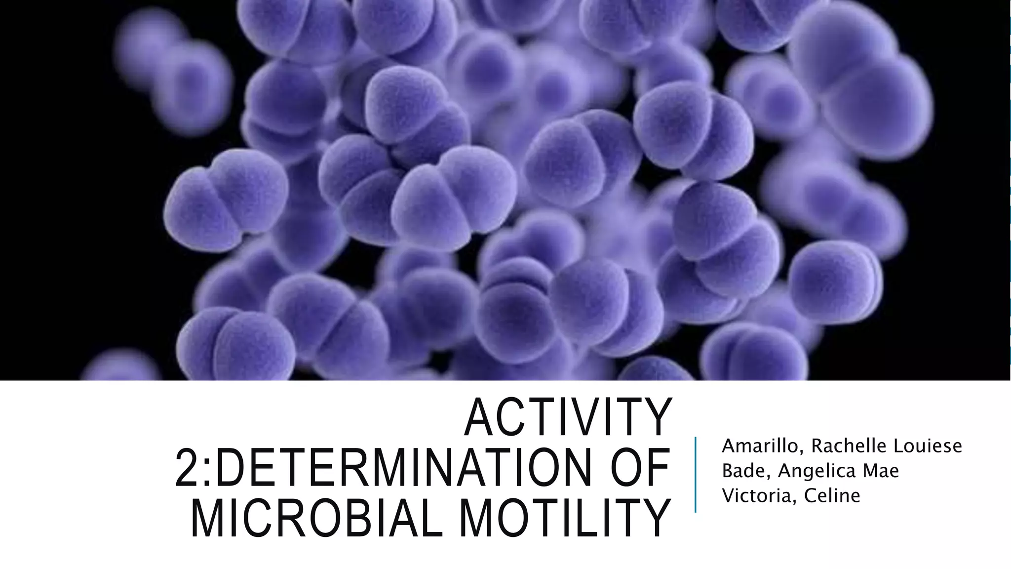 Activity 2 - Determination of Bacterial Motility | PPTX
