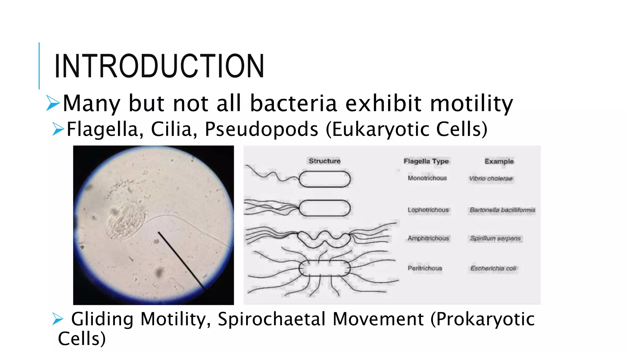 Activity 2 - Determination of Bacterial Motility | PPTX