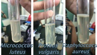 Activity 2 - Determination of Bacterial Motility | PPTX