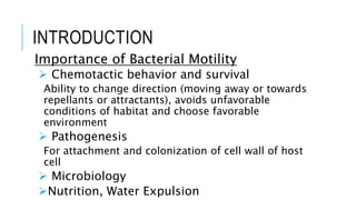 Activity 2 - Determination of Bacterial Motility | PPTX