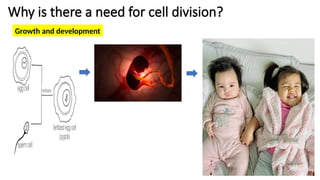 Activity-2-Cell-Divisioooooooooooon.pptx