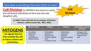 Activity-2-Cell-Divisioooooooooooon.pptx