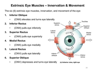 Extrinsic Eye Muscle Movements