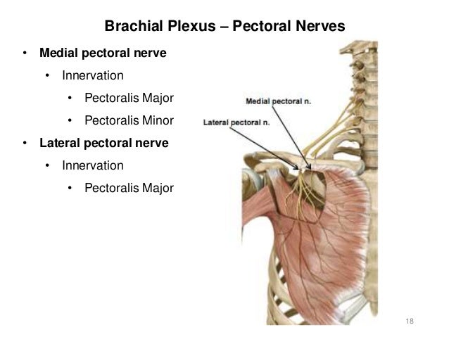 Activity 8-spinal cord-eye-ear-2