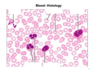 Blood Cells Histology Labeled