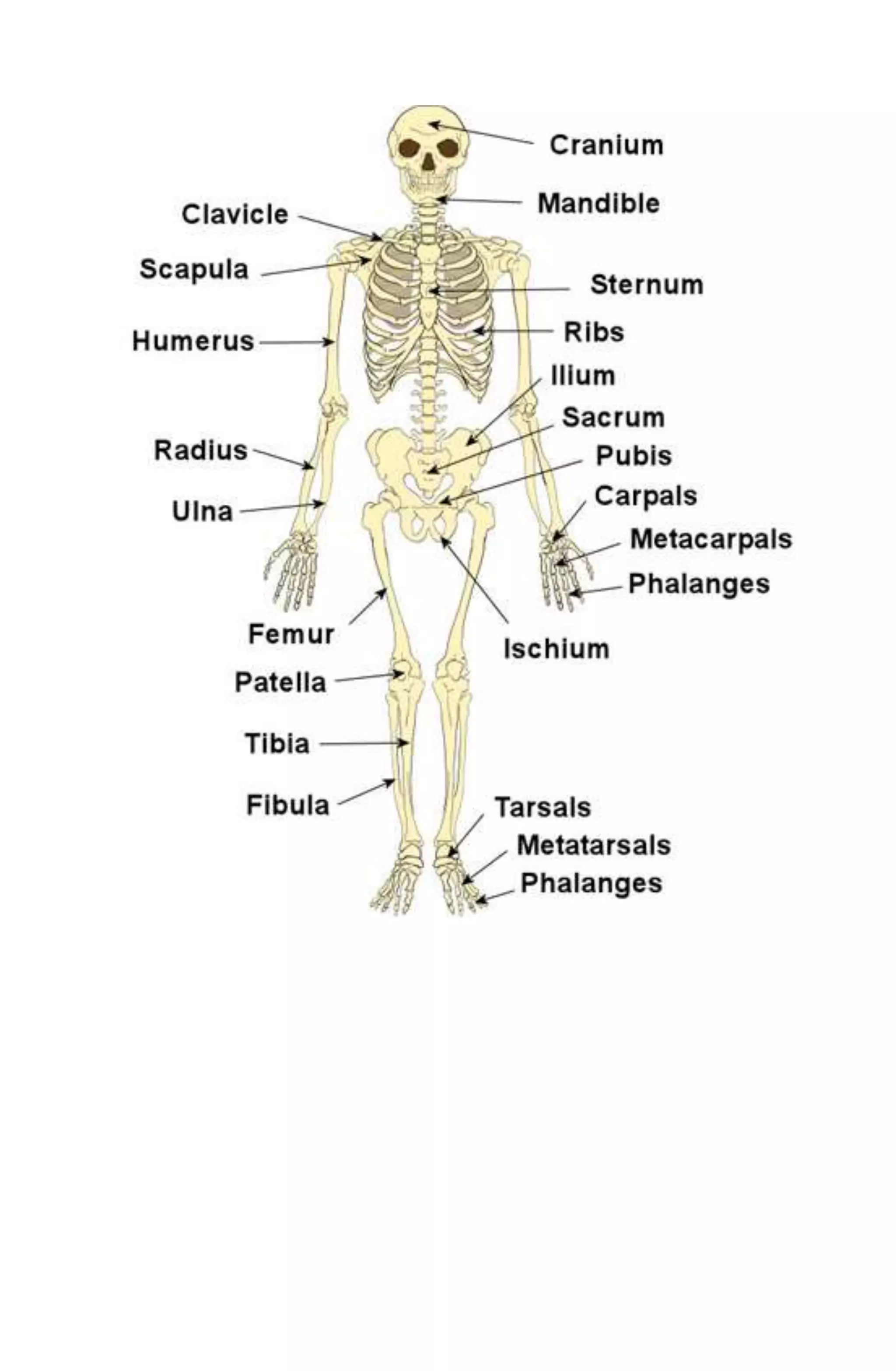 Activity skeletal system | PDF