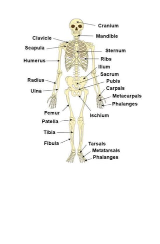 Activity skeletal system | DOCX
