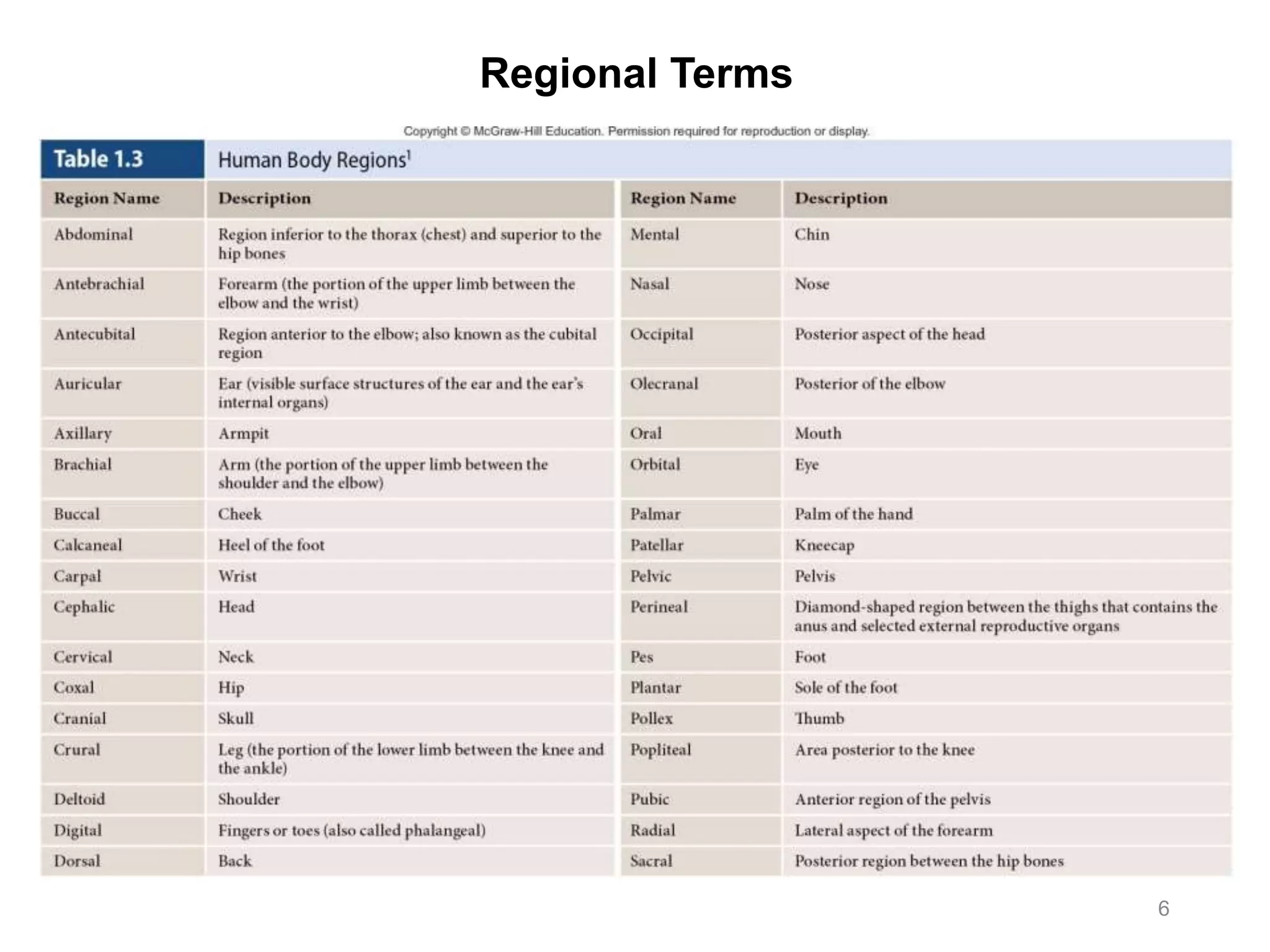 Activity 1 - Anatomical Terms | PPTX
