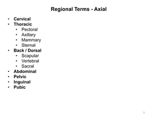 Activity 1 - Anatomical Terms | PPTX