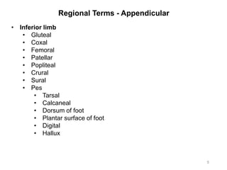 Activity 1 - Anatomical Terms | PPTX