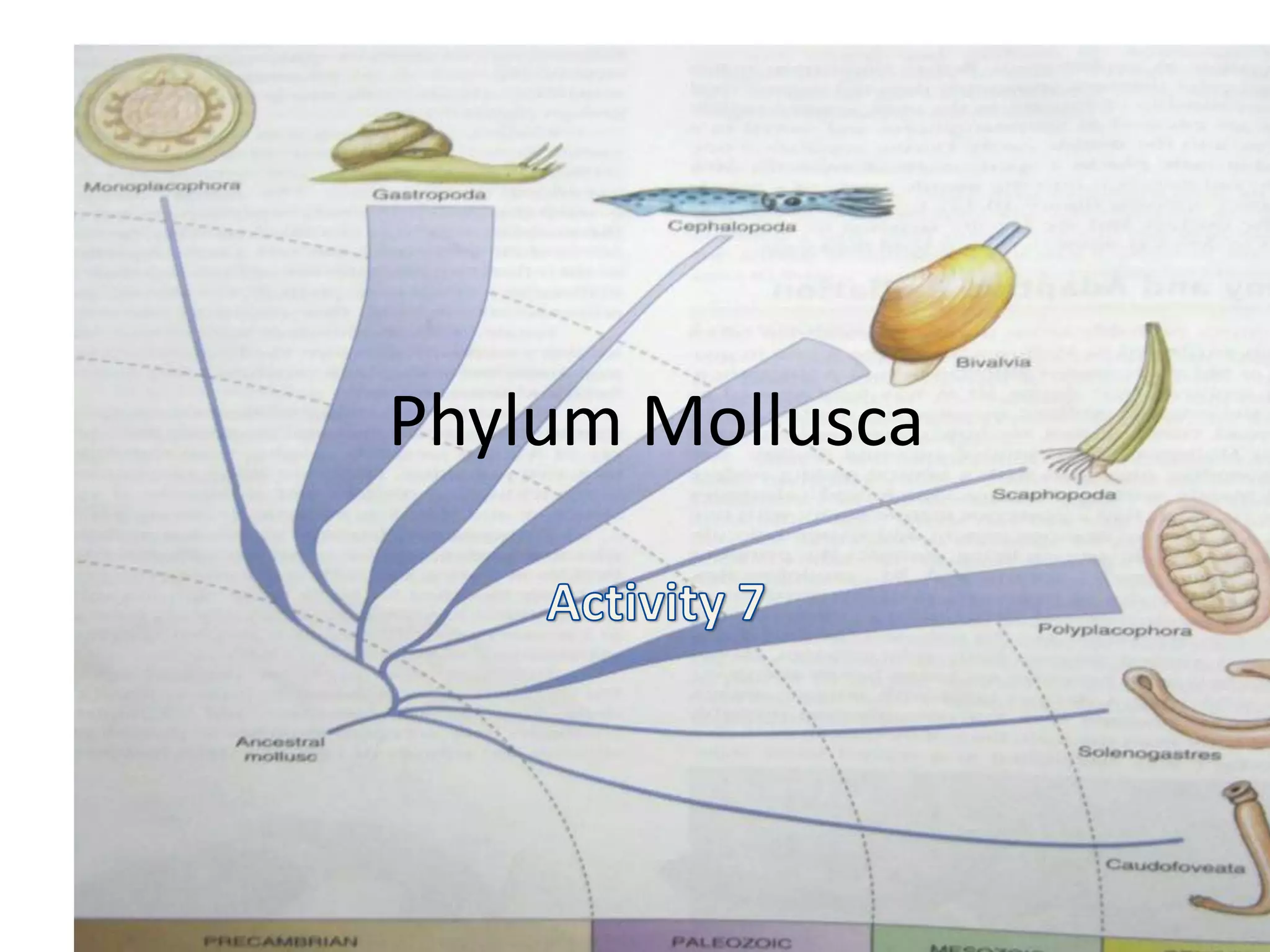Activity 10. phylum mollusca | PPTX