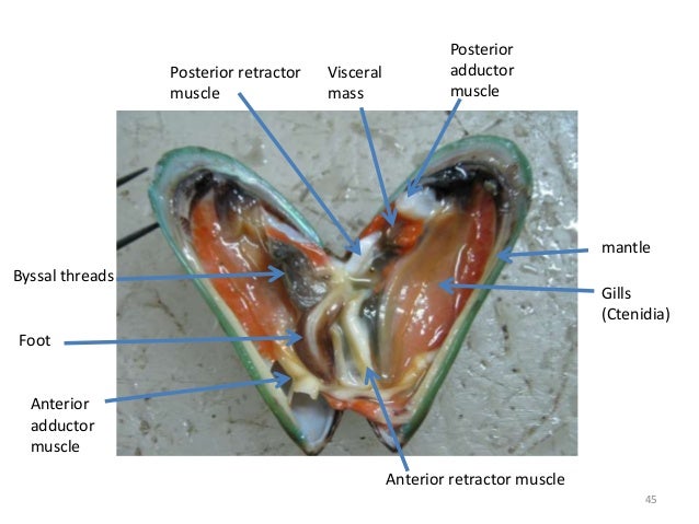 Activity 10. phylum mollusca