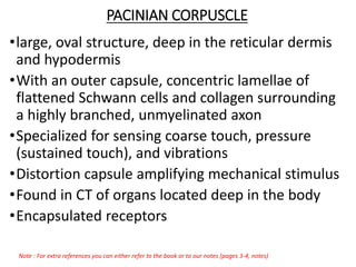 Integumentary System | PPTX