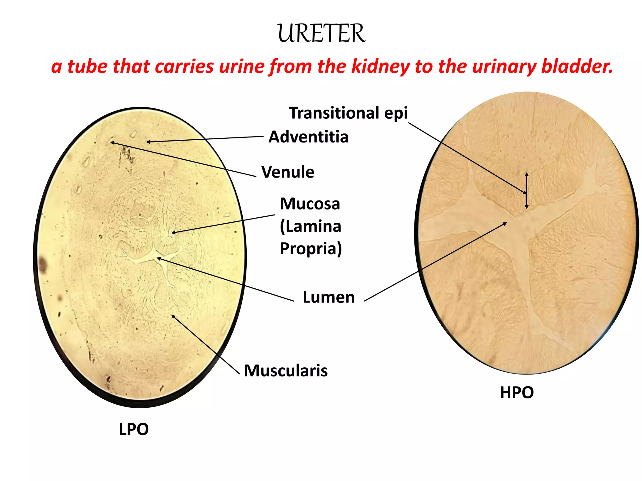 Urinary System | PPTX