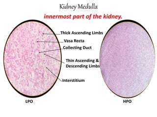 Urinary System | PPTX