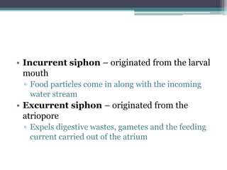 Activity 1 Sea Squirt | PPTX