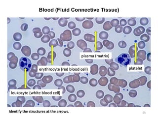 Blood Connective Tissue Labeled