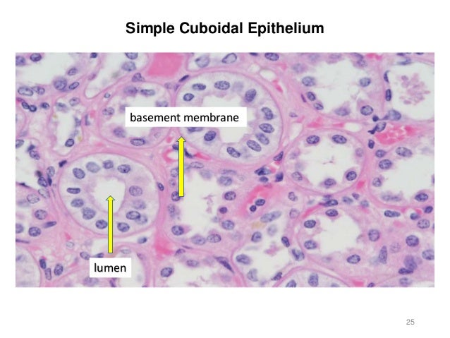 Simple Cuboidal Epithelium Epithelial Tissue (Lab) At Texas